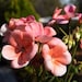 Bullseye Salmon Geranium Seeds | Annual Flower Seeds | Pelargonium X ...