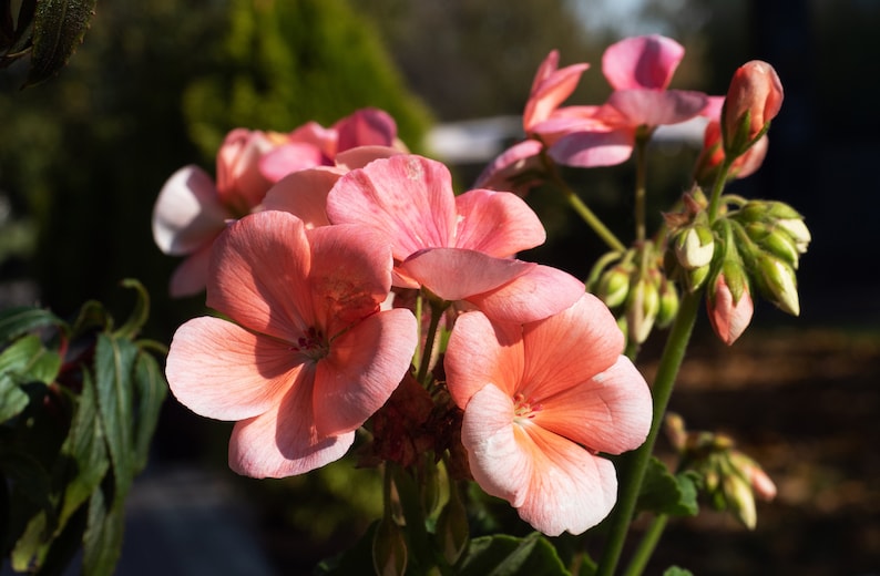 Geranium Bullseye Salmon Seeds || Annual Flower Seeds || Pelargonium X ...
