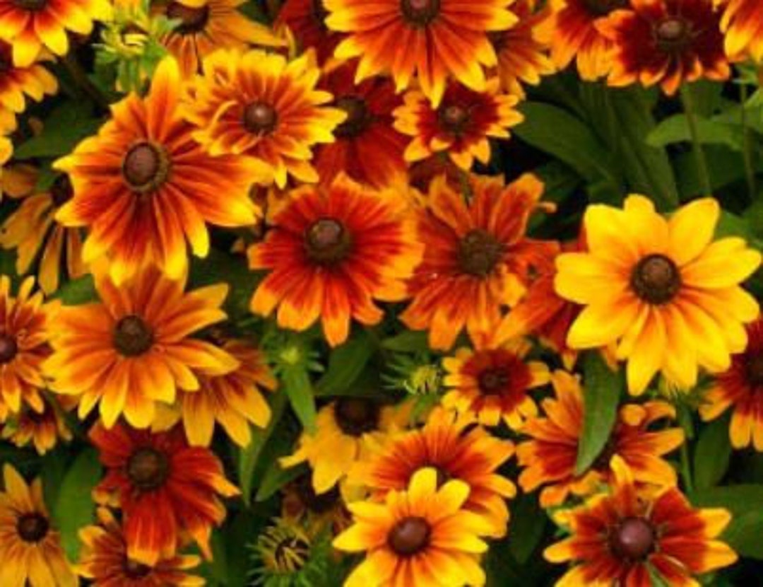 New Rudbeckia Rustic Mix 25 Seeds Rudbeckia Hirta Seeds - Etsy