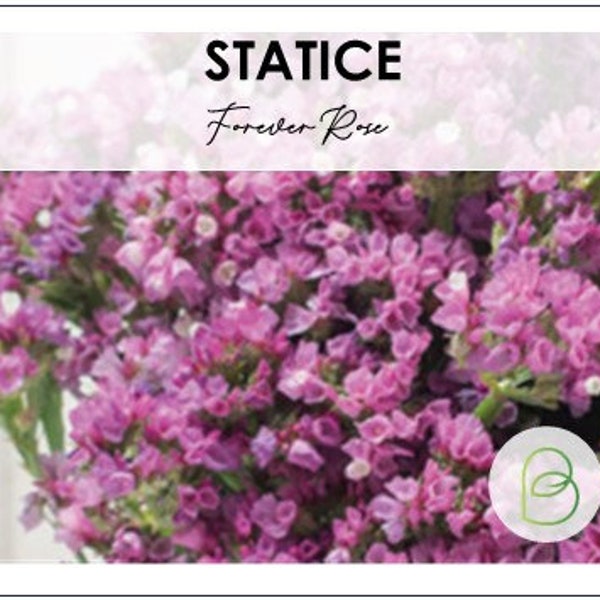 Statice Flowers - Etsy