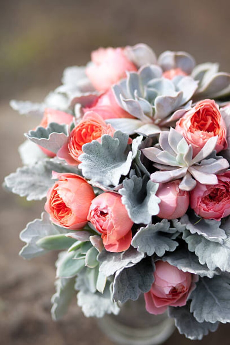 25 Dusty Miller New Look Seeds - Etsy