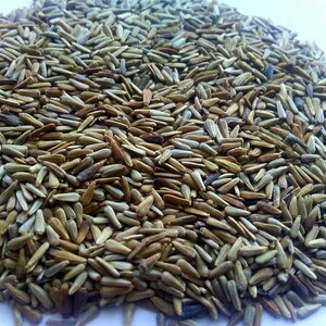 China Aster Powder Puff Mix 20+ Seeds - Etsy