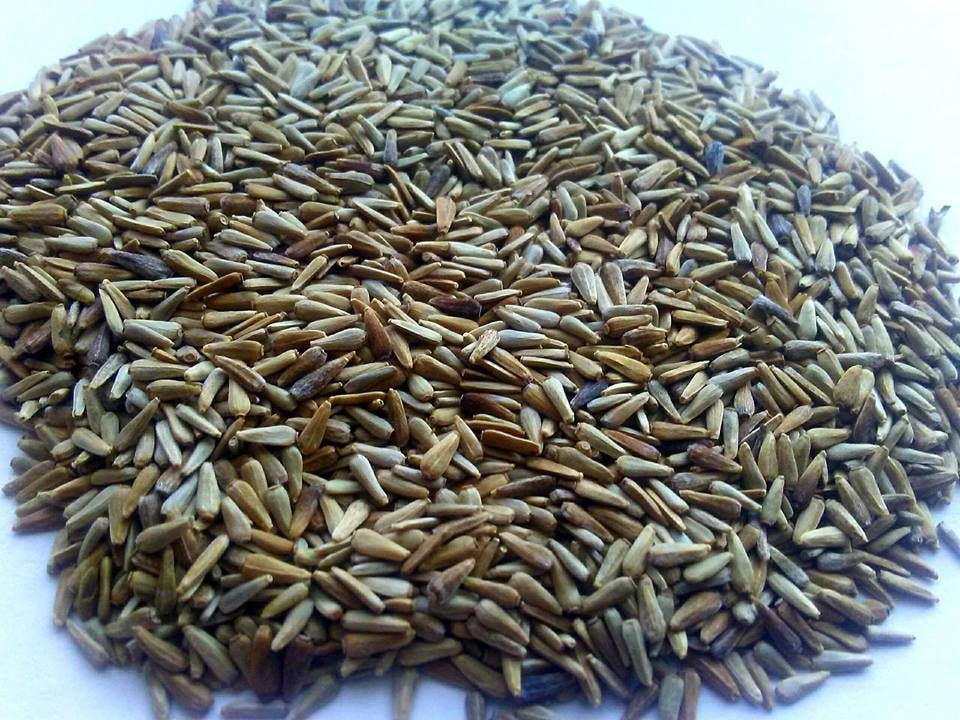 China Aster Powder Puff Mix 20+ Seeds - Etsy
