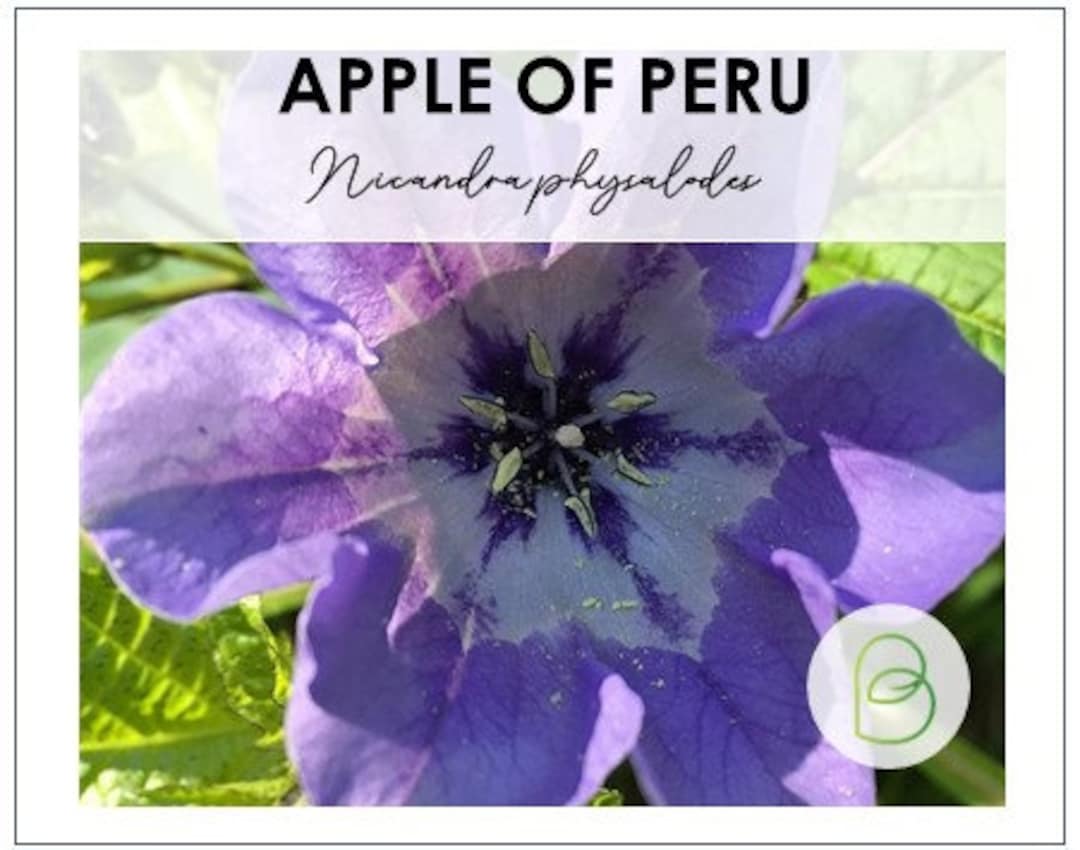 50 Apple of Peru, Nicandra Physalodes Seeds - Etsy