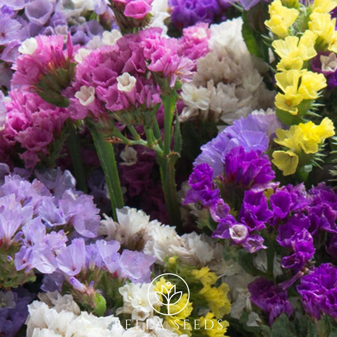 Statice Forever Mix 25+ Seeds - Etsy