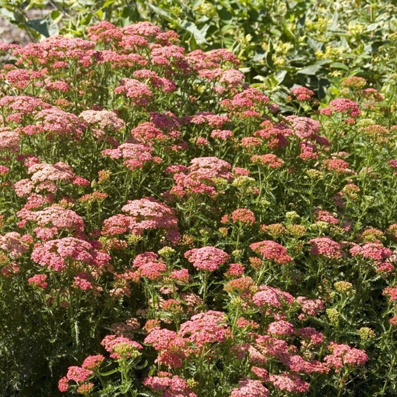 Yarrow Colorado 50 Seeds - Etsy