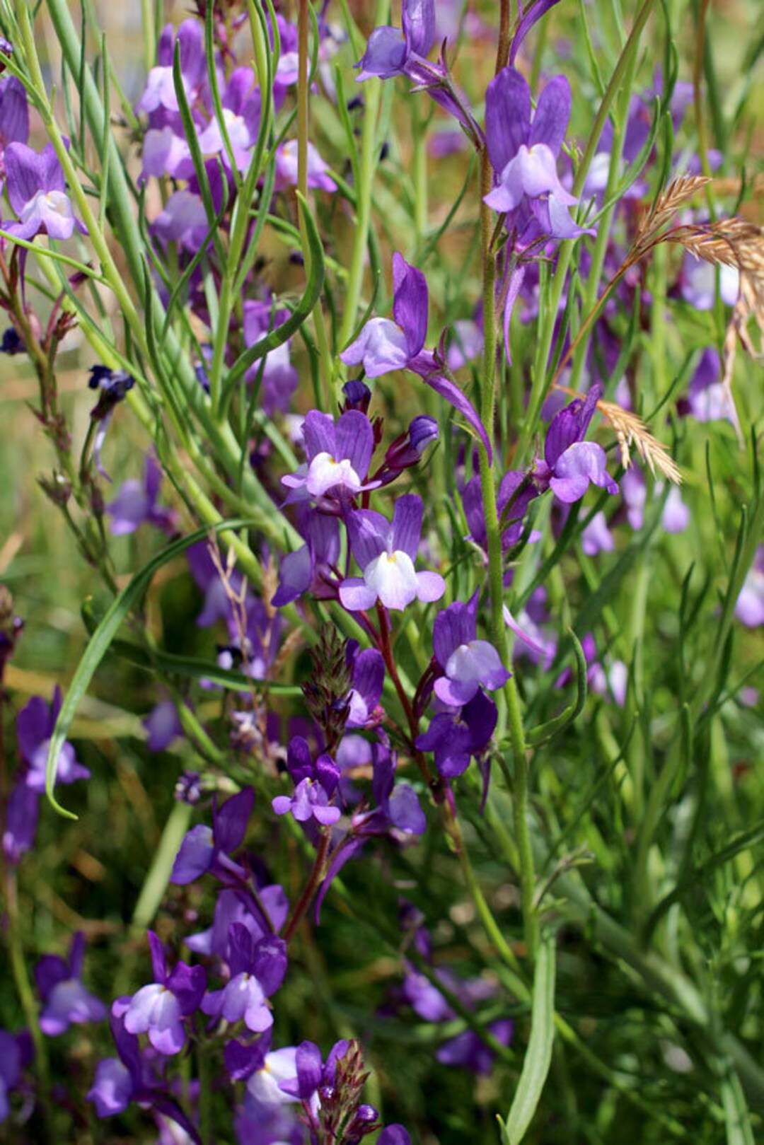 50 Linaria Licilia Azure Seeds - Etsy