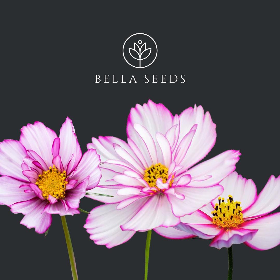 Cosmos Fizzy Rose Picotee Seeds: Pink & White Cut Flowers - Etsy