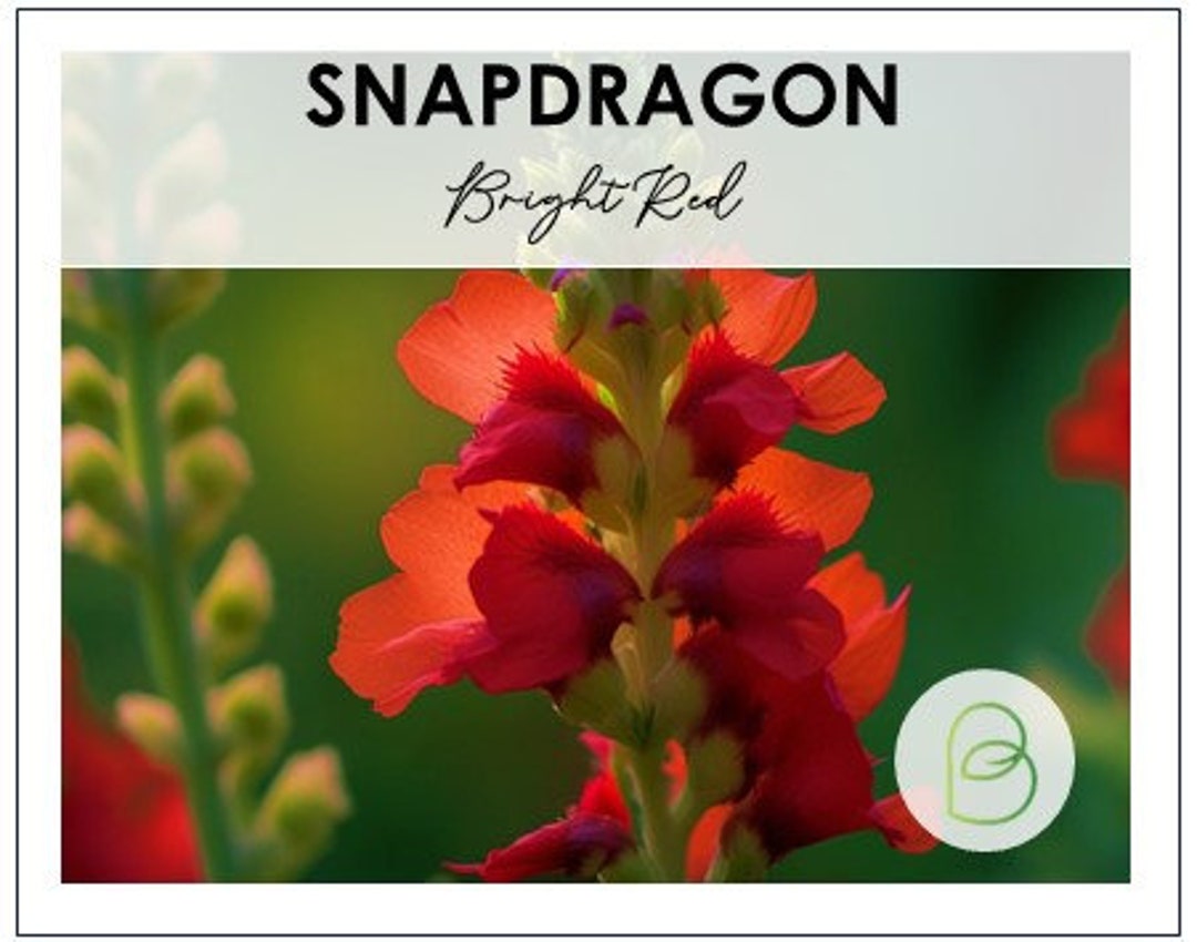 Snapdragon Bright Red Seeds - Etsy