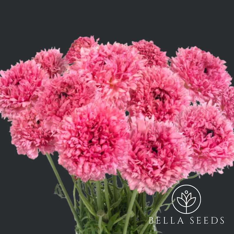 Poodle Ramila Ranunculus Corms: Novelty Pink Persian Buttercups - Etsy