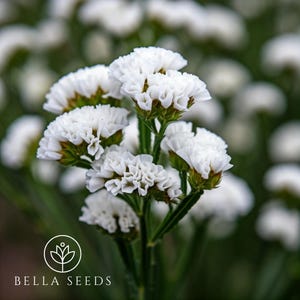 Statice Forever Silver 20 Seeds - Etsy