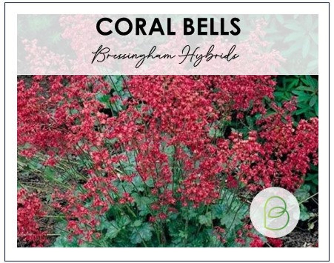 Bressingham Hybrids Coral Bell Seeds, Heuchera, Perennial, Shade Plant ...