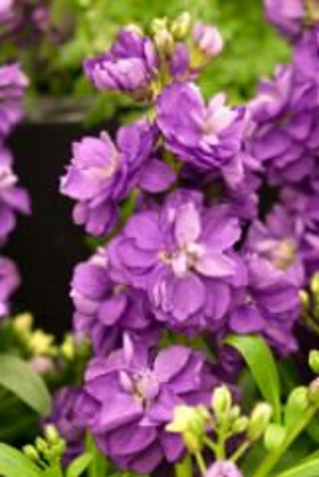 Stock Column Miracle Mid Blue 25 Seeds Stock Matthiola - Etsy