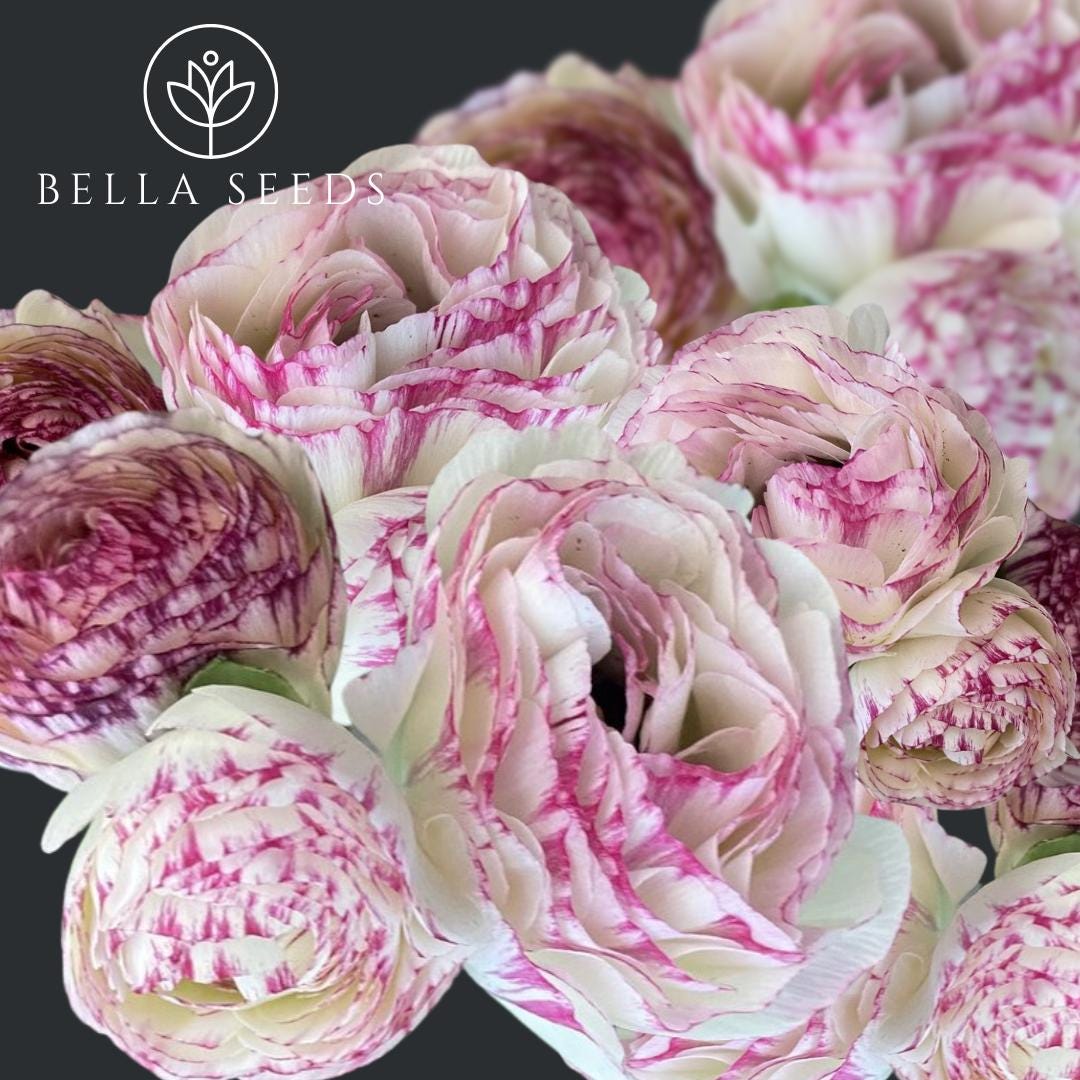 La Belle White Picotee Ranunculus Corms, La Belle Ranunculus Corms, 10 ...