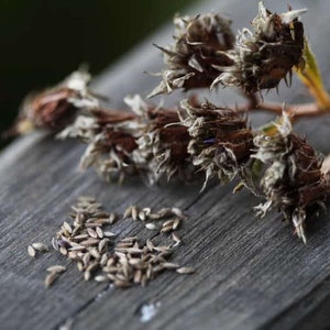 Statice Forever Silver 20 Seeds - Etsy