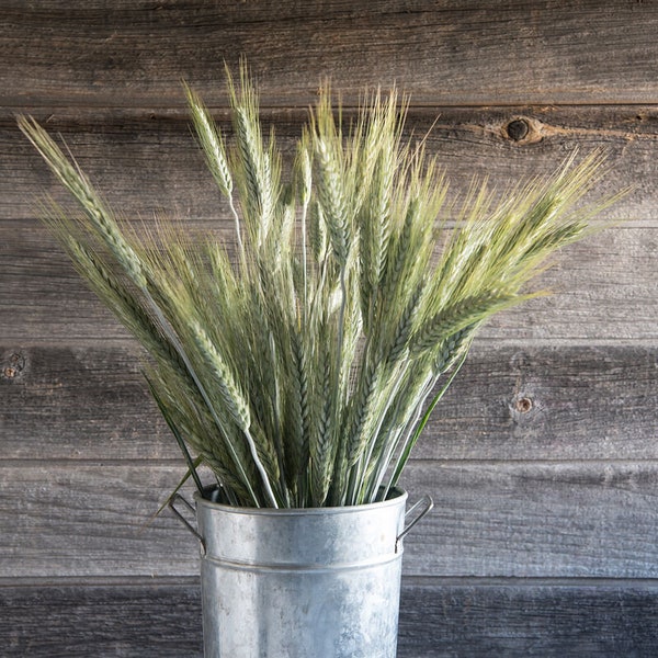 Ornamental Grass Seed - Etsy