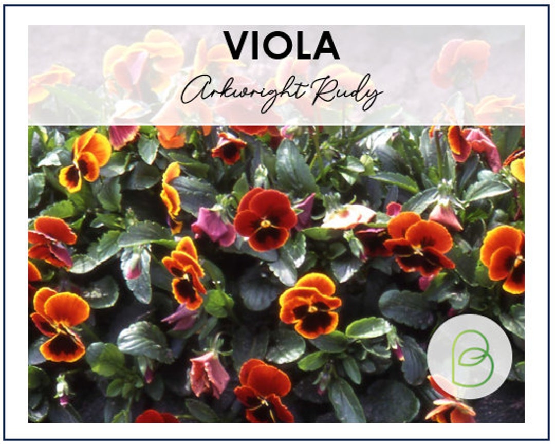 Viola, Arkwright Ruby 50+ Seeds - Etsy