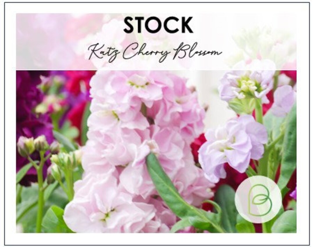 Stock Katz Cherry Blossom 10 Seeds, Stock Matthiola - Etsy