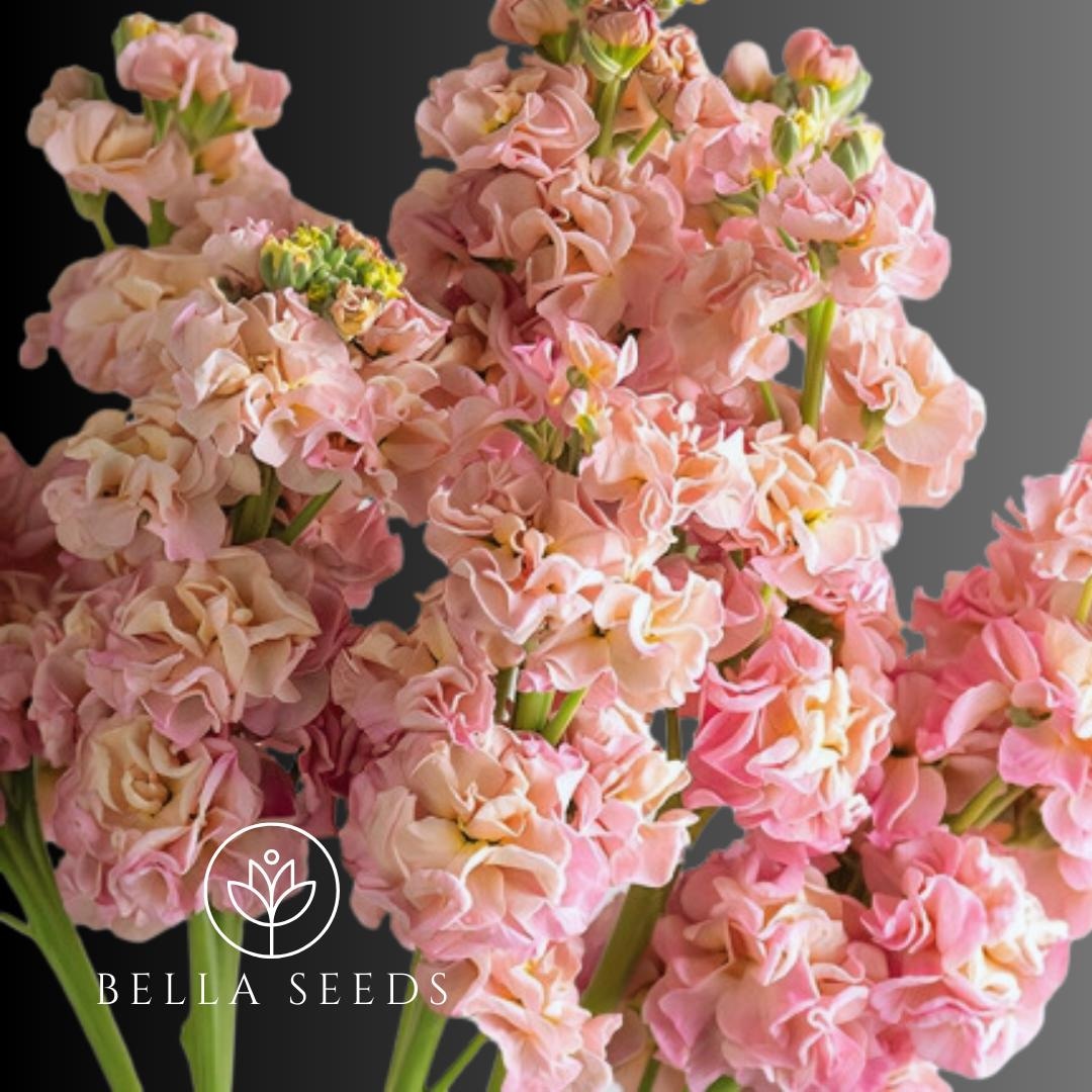 Stox Champagne, Stock Matthiola Seeds, 20 Seeds, Exquisite Blooms for ...