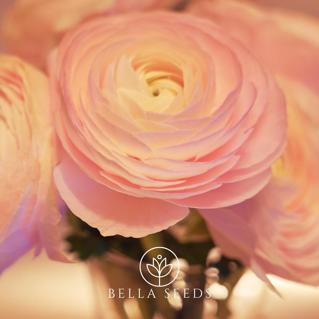 Amandine Pastel Pink Ranunculus Corms, Ranunculus Corms, Persian ...