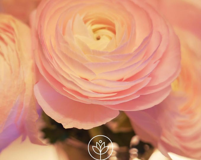 Amandine Pastel Pink Ranunculus Corms, Ranunculus Corms, Persian ...