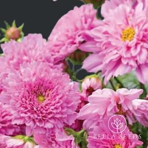 Cosmos Double Click Rose Bon Bon Seeds - 25 Seeds, Cut Flower Seeds ...