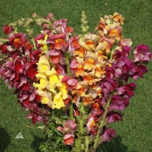 Snapdragon Tetra Mix Seeds Antirrhinum Majus Annual, Tender Perennial ...