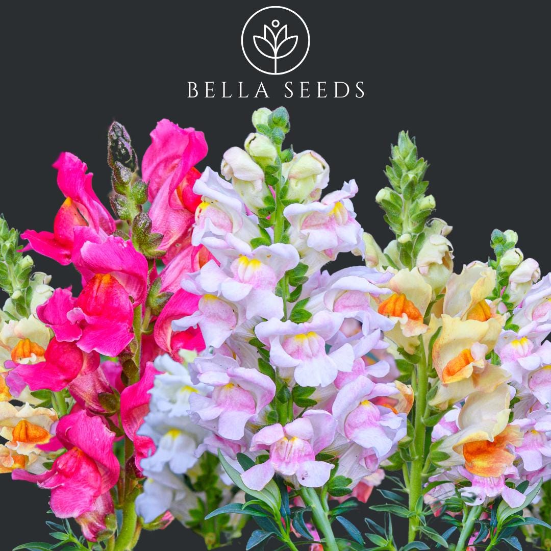 Snapdragon Tetra Mix Seeds Antirrhinum Majus Annual, Tender Perennial ...