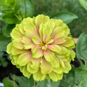 Zinnia Queen Mix 15 Seeds, Rare Seeds, Zinnia Seeds, Cut Flowers ...
