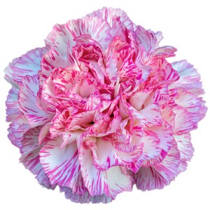 25 Carnation Striped and Picotee Mix Seeds - Etsy