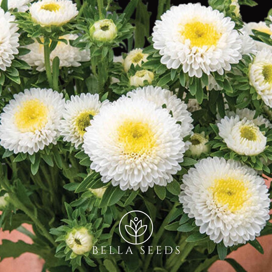 Aster Macaroon White Seeds, 25 Seeds - Etsy