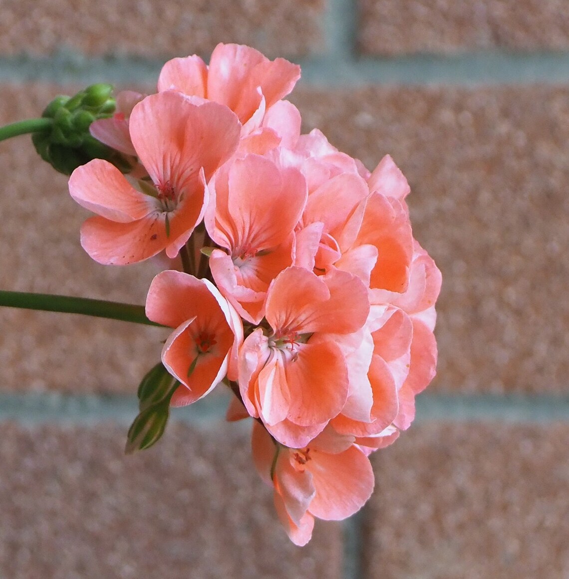 Bullseye Salmon Geranium Seeds | Annual Flower Seeds | Pelargonium X ...