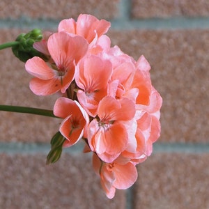 Bullseye Salmon Geranium Seeds | Annual Flower Seeds | Pelargonium X ...