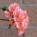 Bullseye Salmon Geranium Seeds | Annual Flower Seeds | Pelargonium X ...