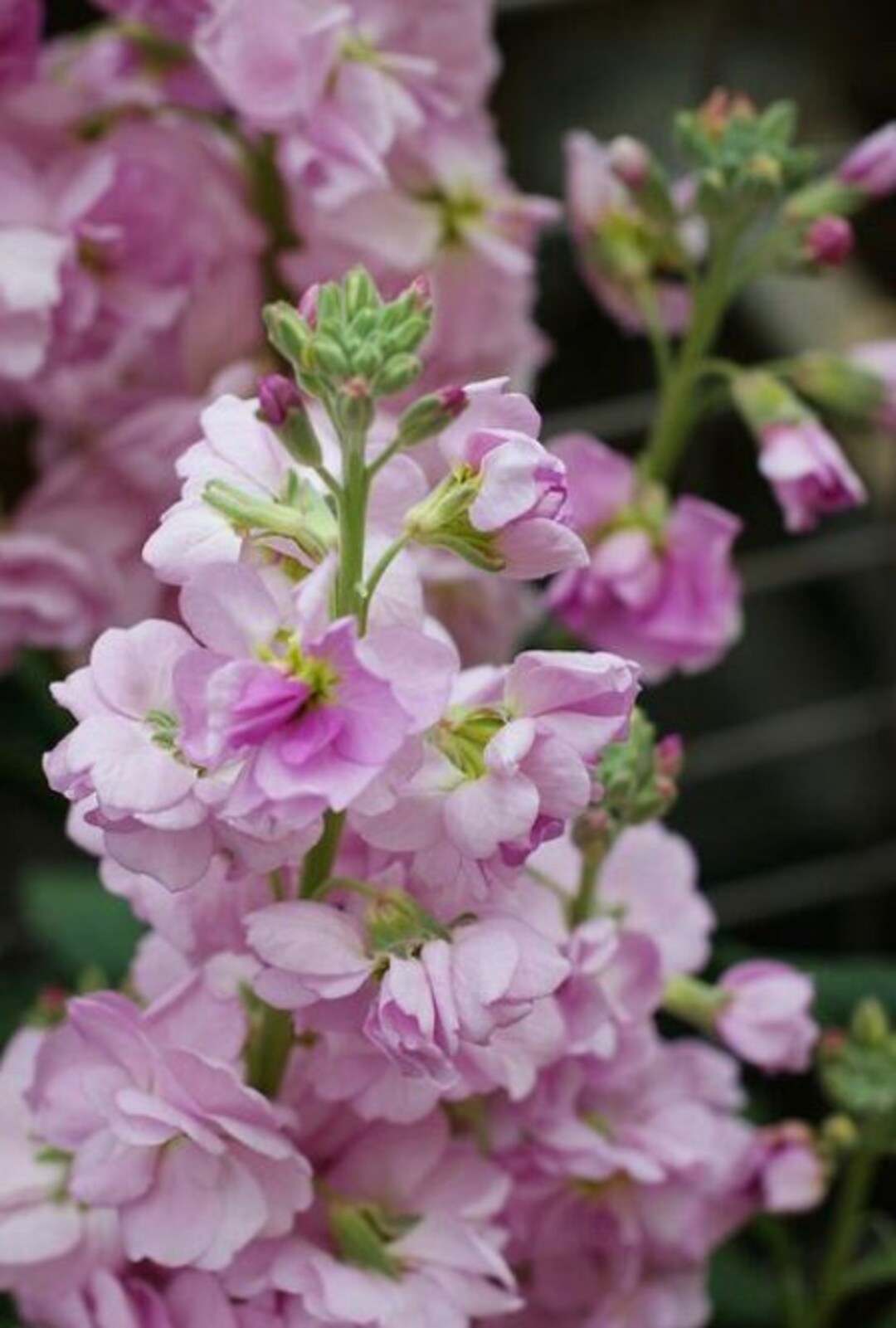 Stock Katz Cherry Blossom 10 Seeds, Stock Matthiola - Etsy