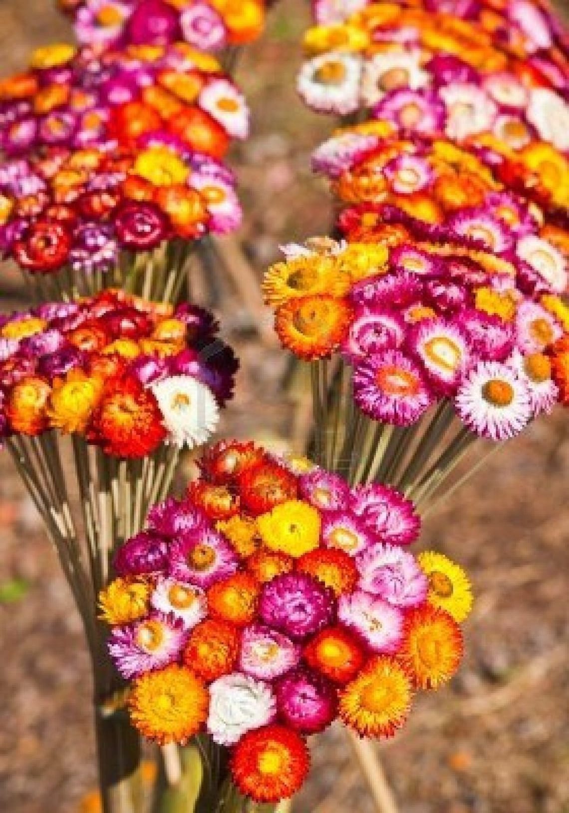 Strawflower Helichrysum - Tall Double Mix, 25 Seeds - Etsy