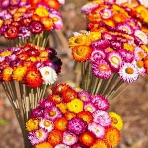 Strawflower Helichrysum - Tall Double Mix, 25 Seeds - Etsy