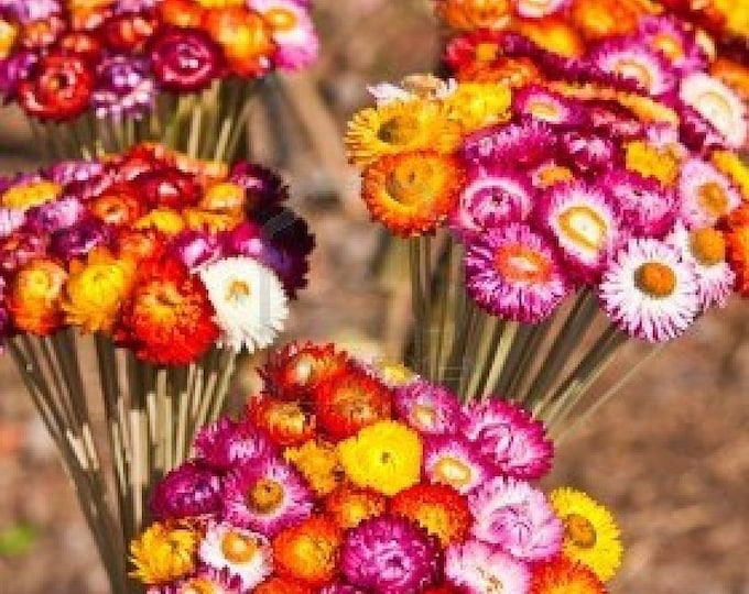 Strawflower Helichrysum Tall Double Mix 25 Seeds - Etsy