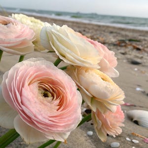 Amandine Pastel Mix Ranunculus Corms, 5-6 Cm, 10 Corms, Ranunculus ...