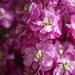 Stock Column Mix 25+ Seeds, Stock Matthiola - Etsy