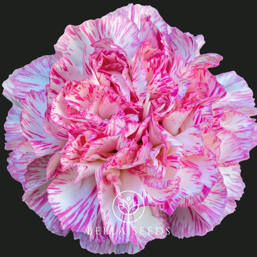 Carnation Raspberry Ripple 50 Seeds, Beautiful Cut Flowers, Vibrant ...