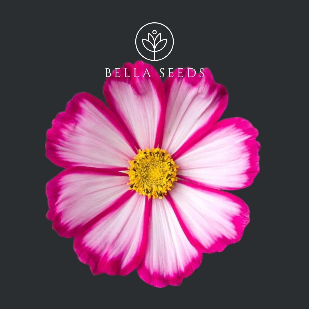 Cosmos Picotee Seeds 1g 125 Seeds, Cut Flower Seeds - Etsy