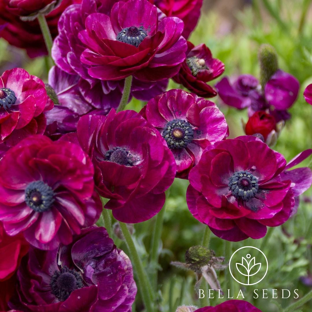 Tecolote Purple Ranunculus Corms (5-6 Cm): Persian Buttercup Flower ...