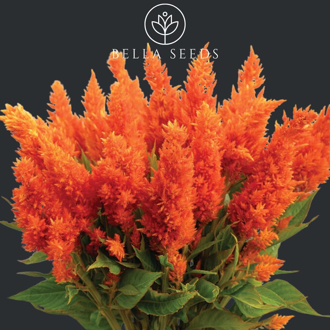Celosia, Sunday Orange 10 Seeds, Pelleted Seeds, Rare Seed, Cut Flowers ...