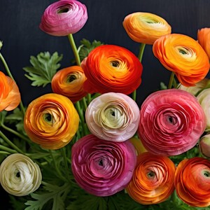 Amandine Mix Ranunculus Corms, Ranunculus Corms, Persian Buttercups - Etsy