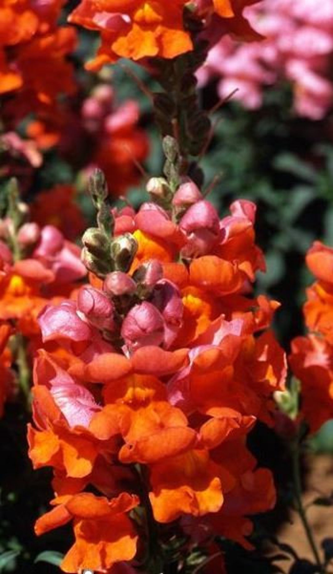 Snapdragon Liberty Classic Bronze Seeds - Etsy