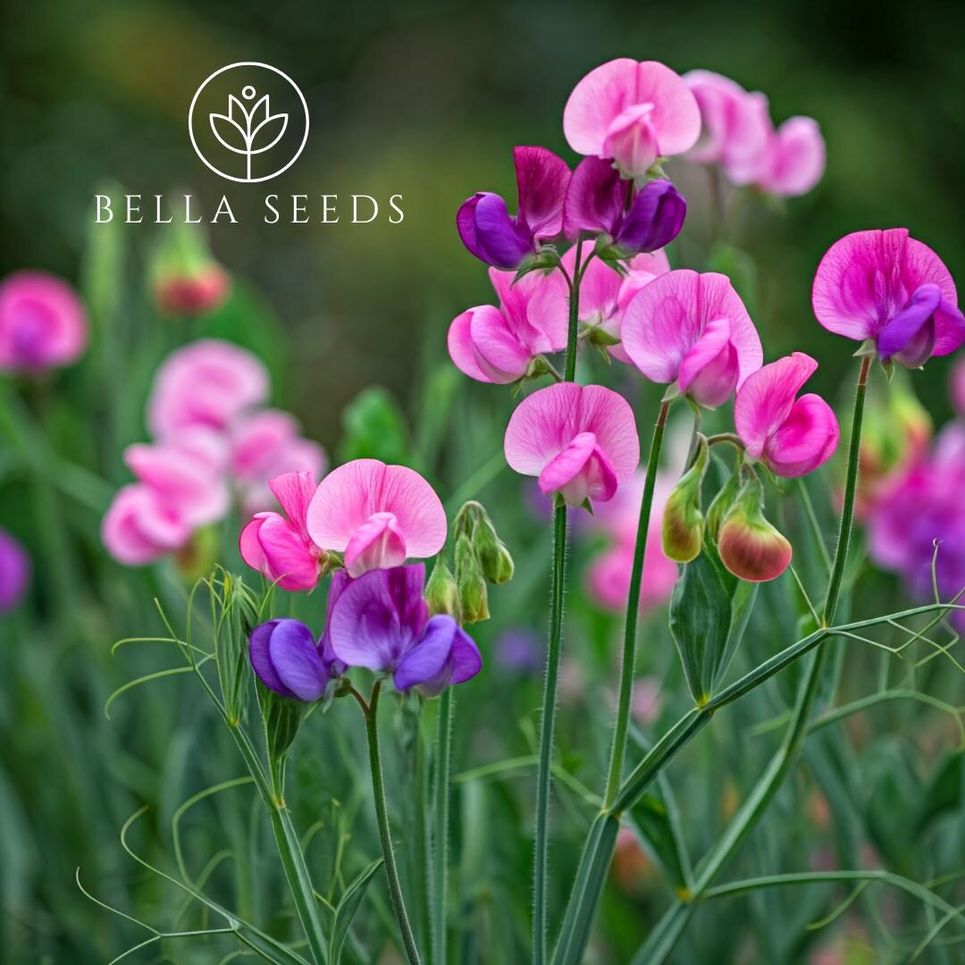 Dwarf Sweet Pea Bijou Mix Seeds 25 Seeds - Etsy