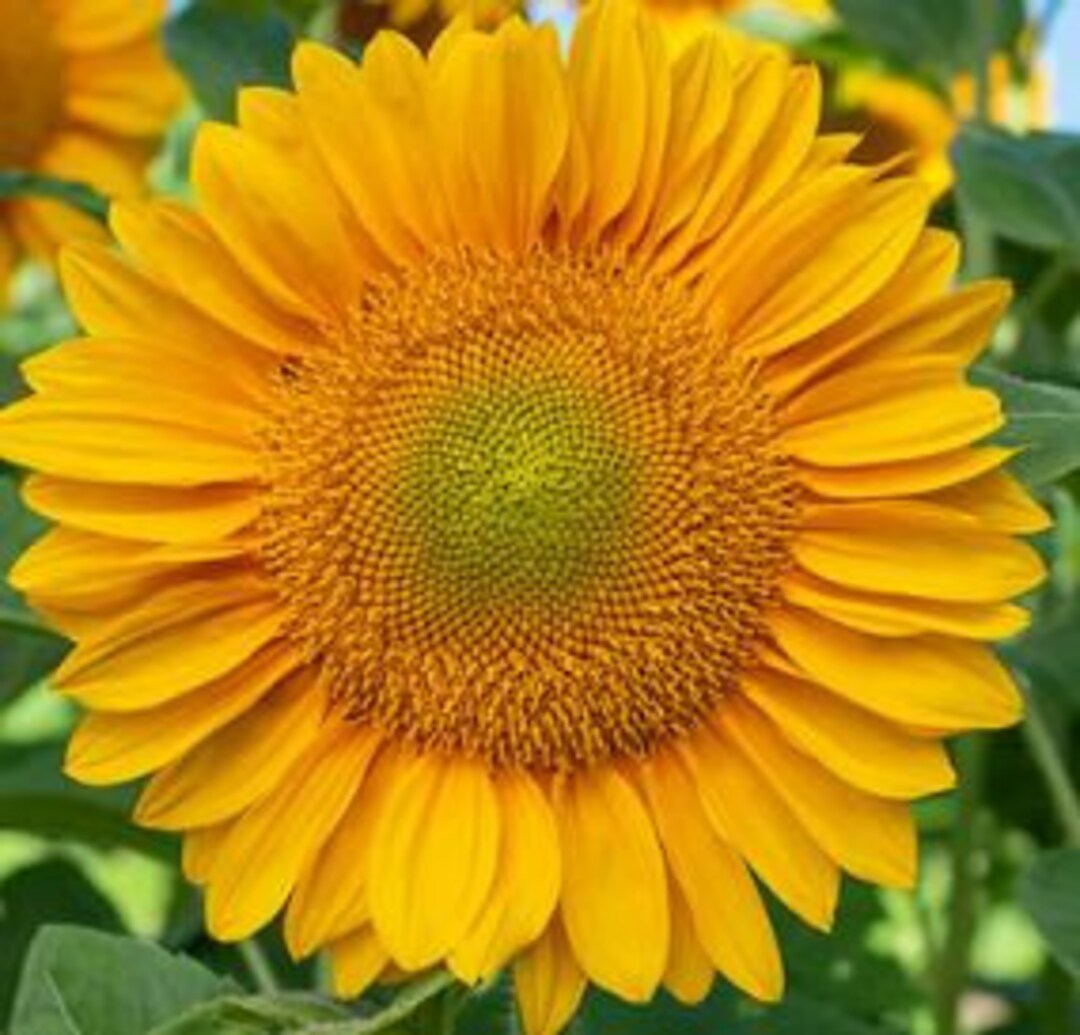 Procut Gold Lite DMR Sunflower 10 Seeds F1 Seeds Hybrid - Etsy