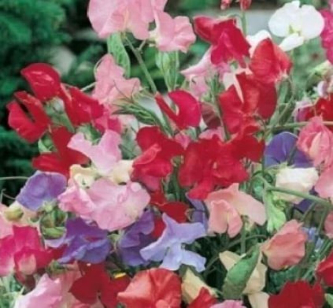 Dwarf Sweet Pea Bijou Mix Seeds 15 Seeds - Etsy