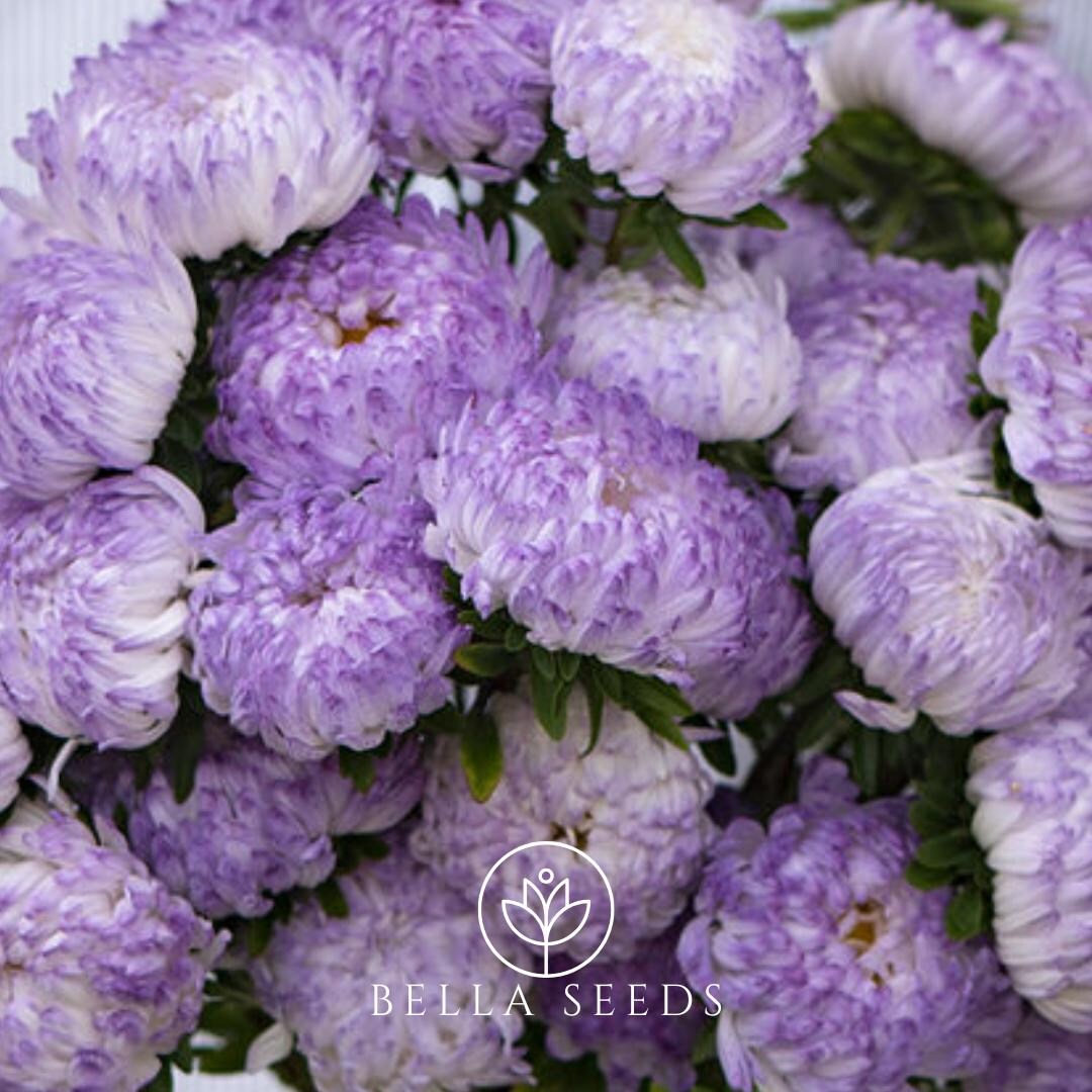 Aster Tower Silver Seeds, 25 Seeds - Etsy